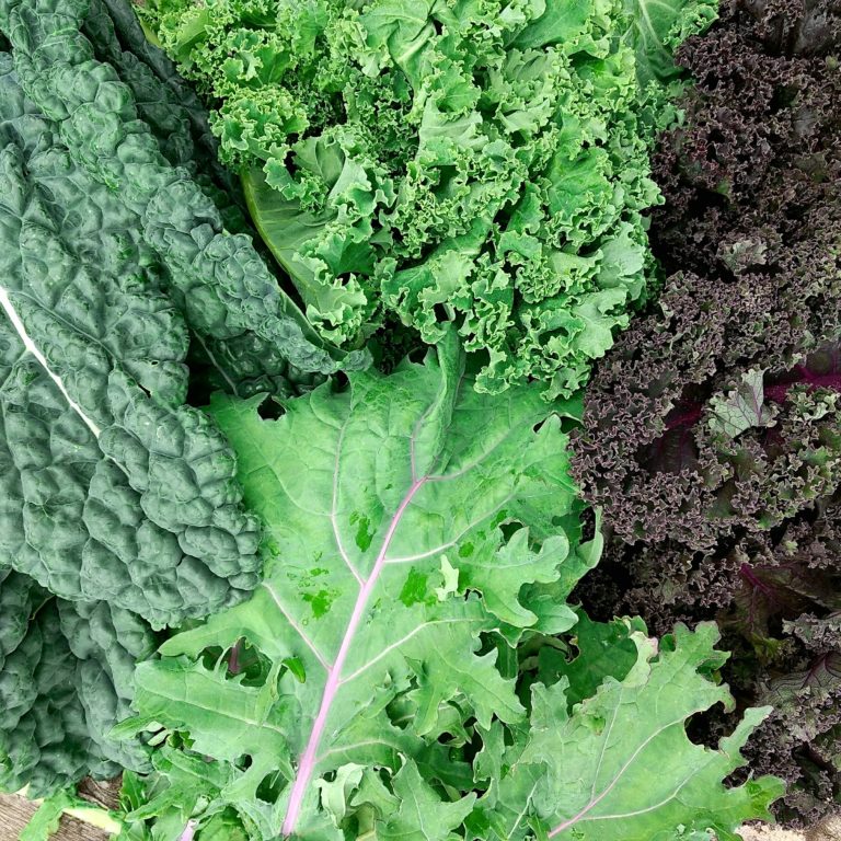 Eat the seasons! Discover what's great right now - Unicorn Grocery
